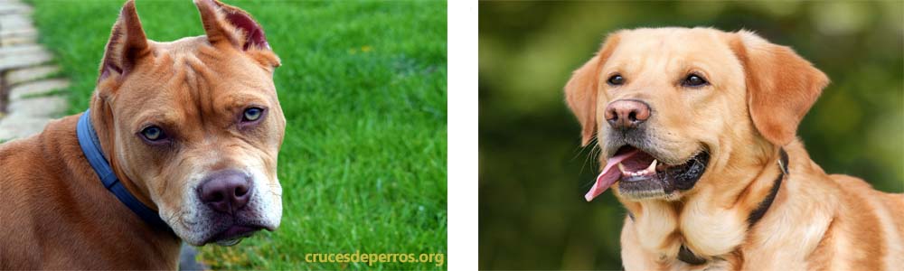 Cruce de pitbull con Labrador - Cruces de Perros