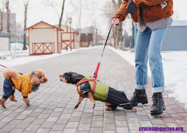 Reactividad en los perros - Cruces de Perros