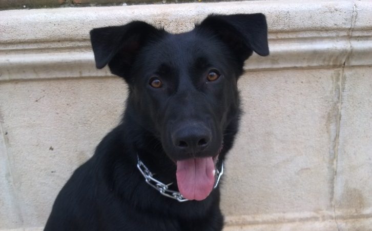Cruce de Labrador y Pastor Belga - Cruces de Perros
